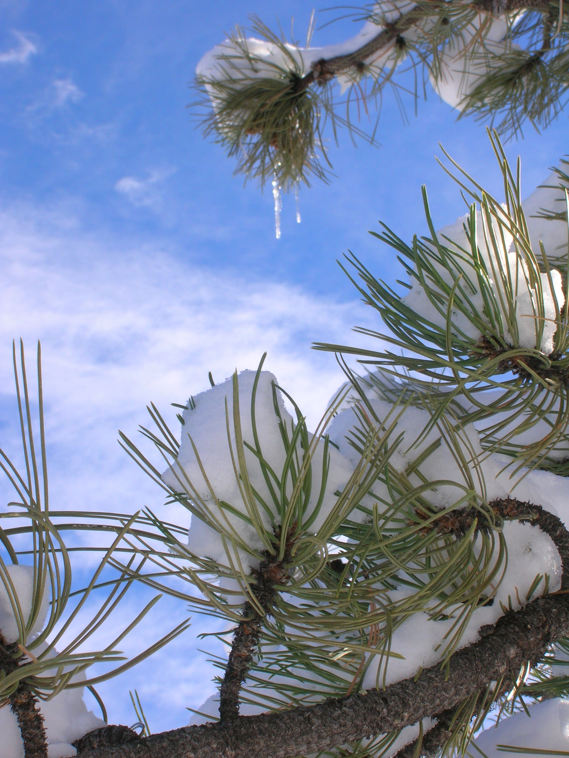 The Shortest Day: Solstice - Images