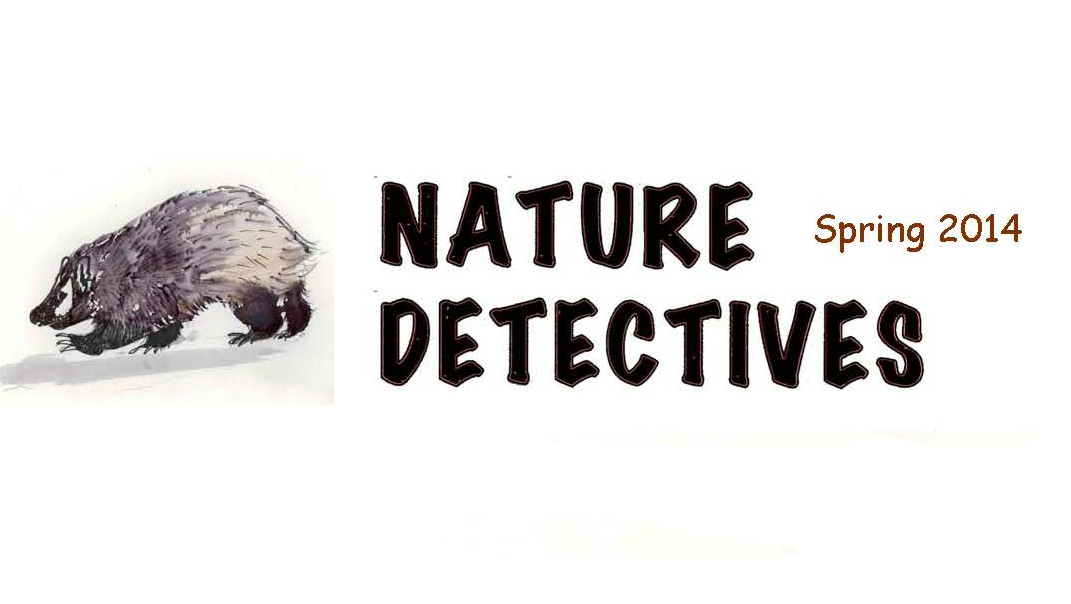 Dig Badger Dig - Images