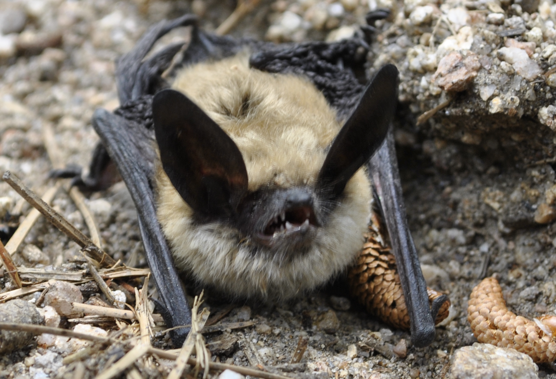 Research Summary Bats Of Forest Structure Images
