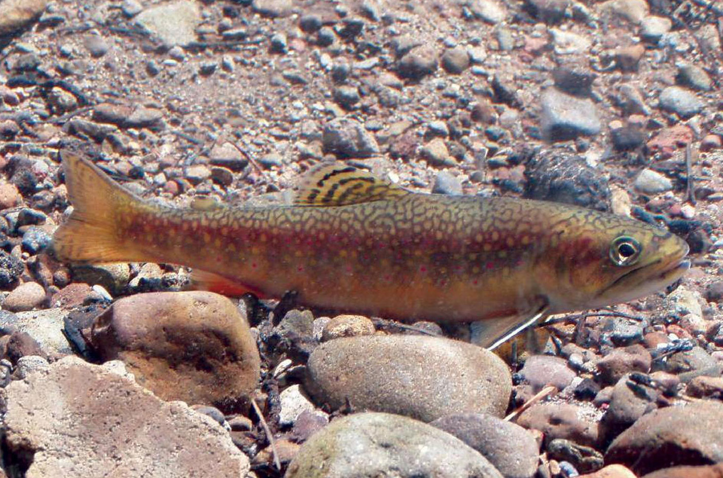 Prospecting for Gold: Brook Trout in Boulder County - Images