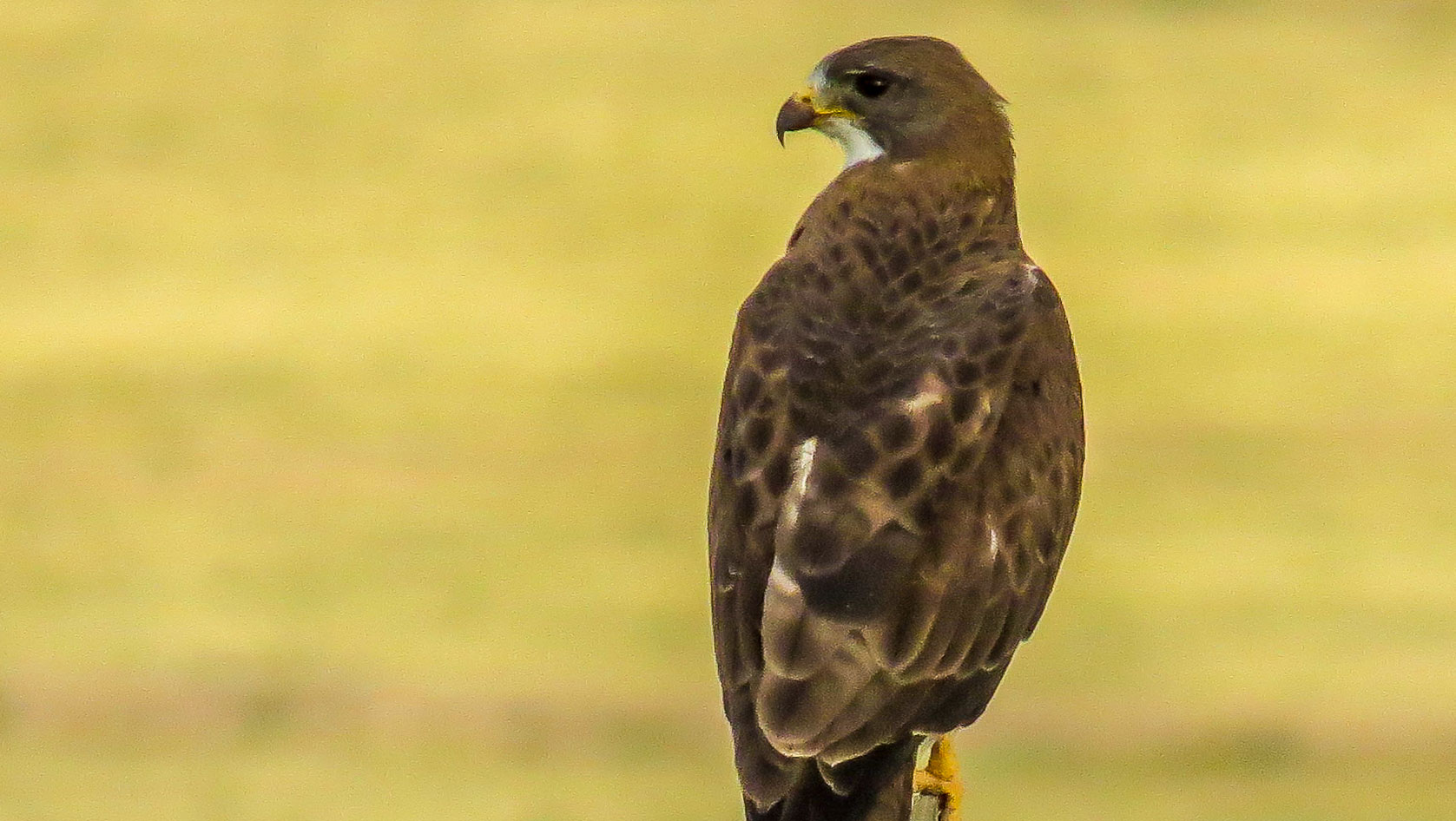 Flight in Autumn: Migration - Images