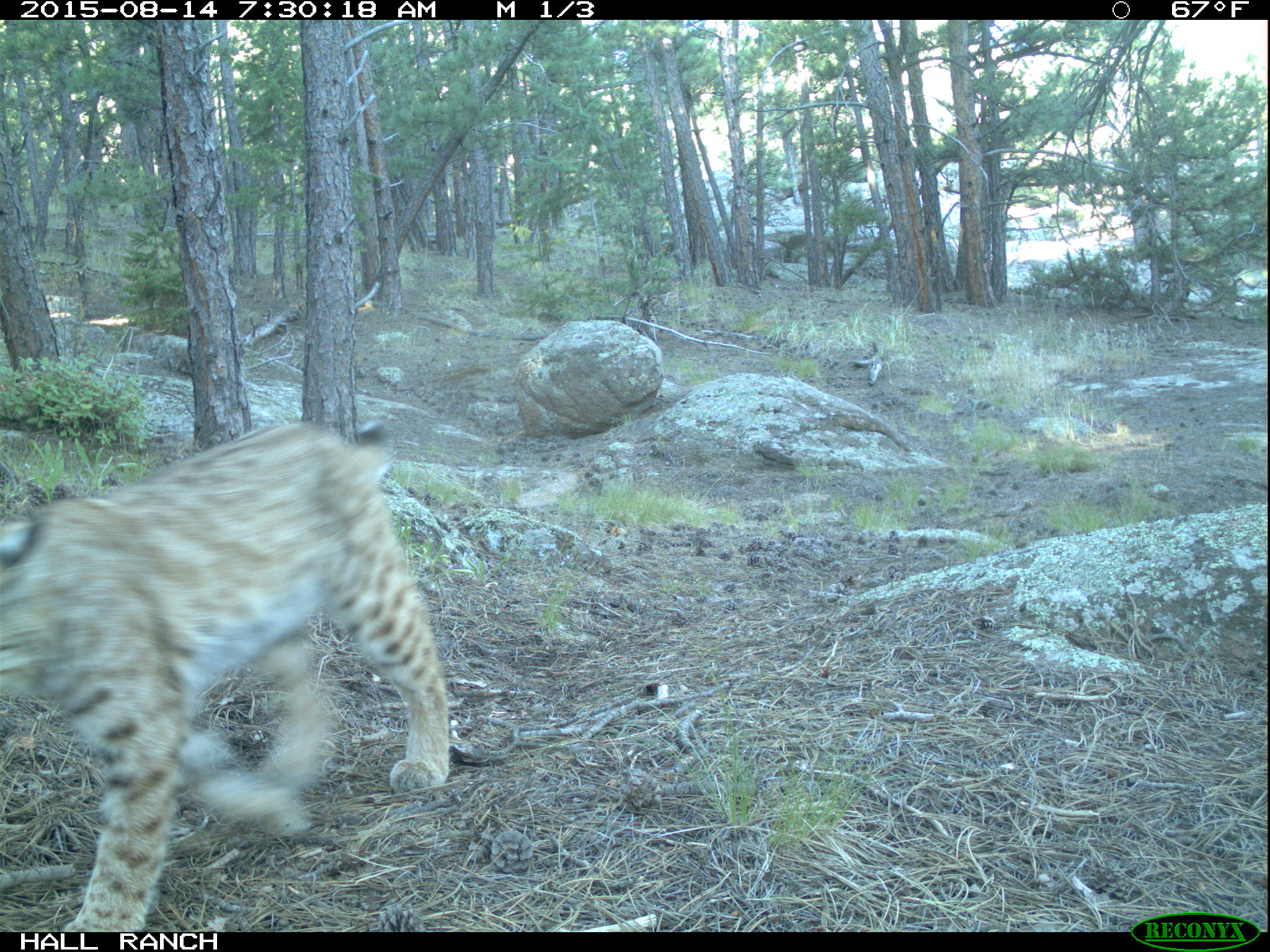 The Ubiquitous Bobcat - Images