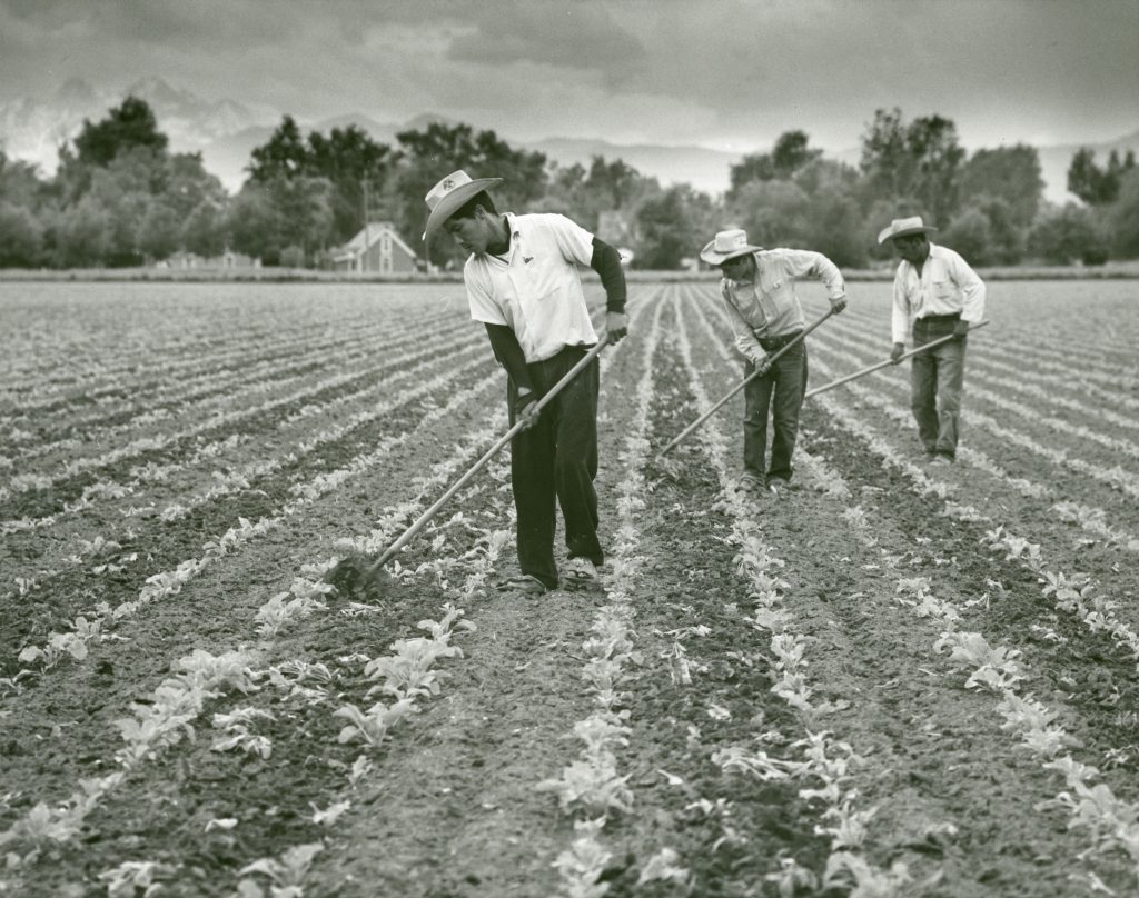 Roots and Routes from Mexico - Images