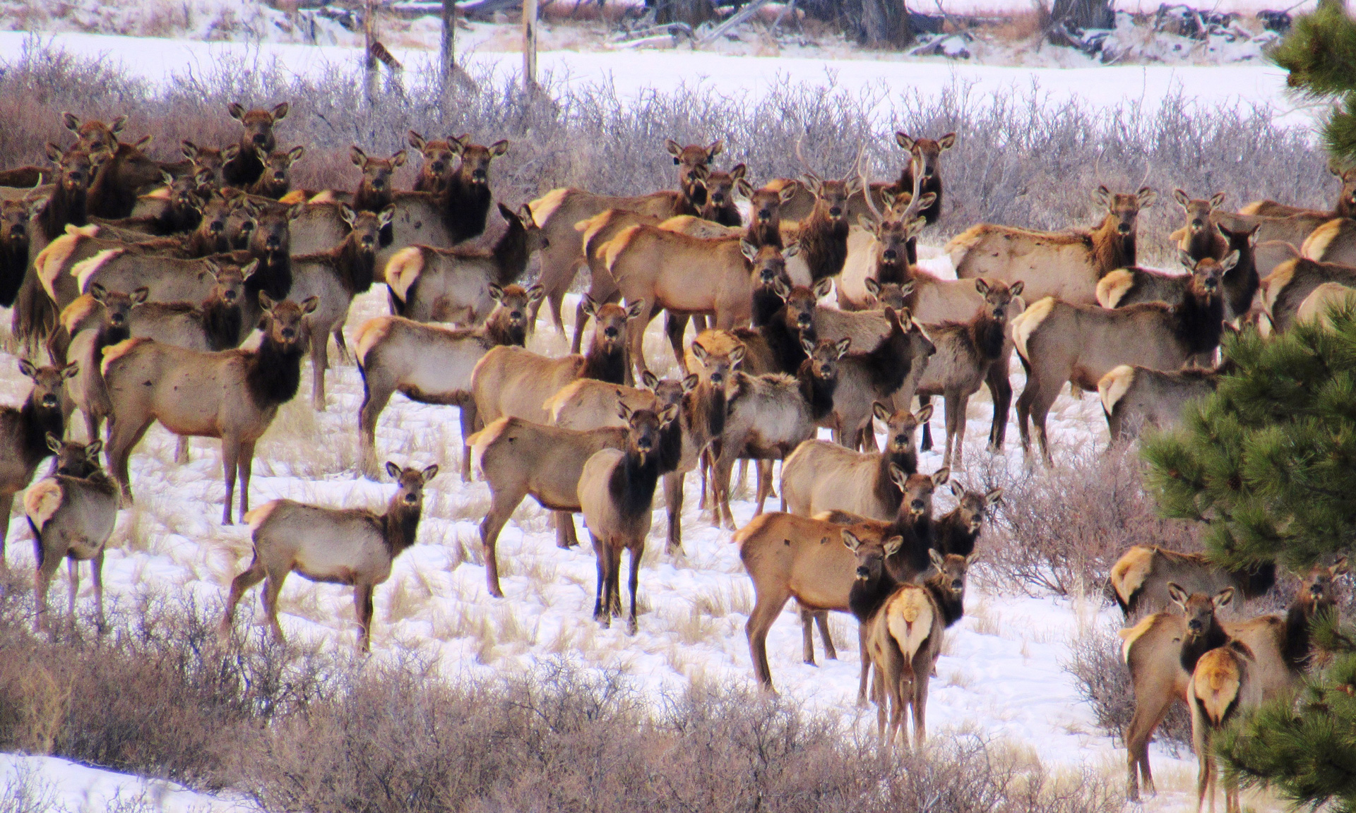 Elk and Vegetation: the First Year - Images