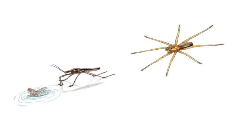 Water Striders On Patrol - Images