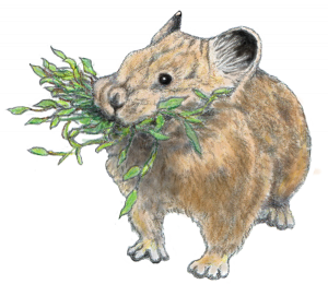 Pikas Squeak and Scurry on Rocky Slopes - Images