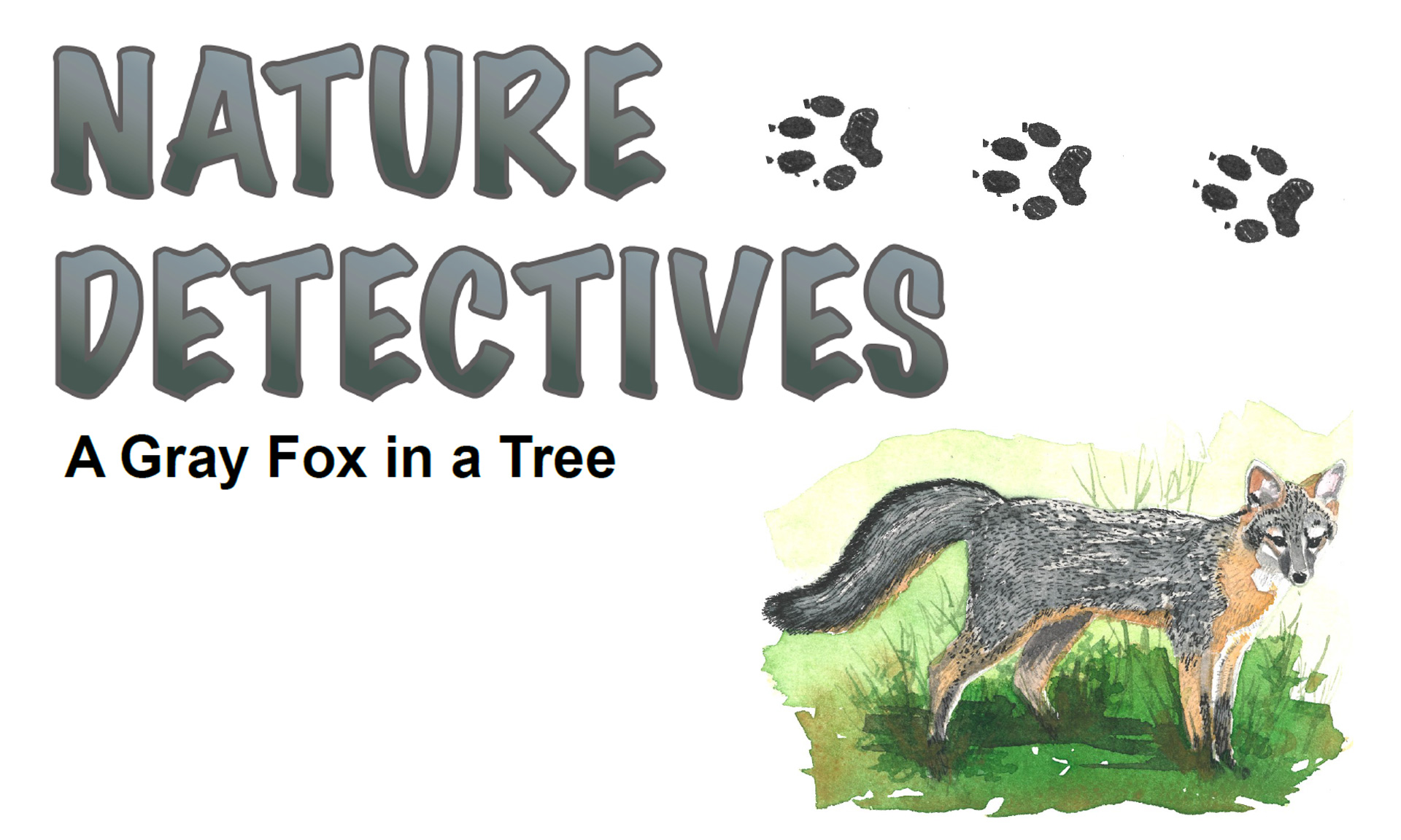 A Gray Fox in a Tree - Images