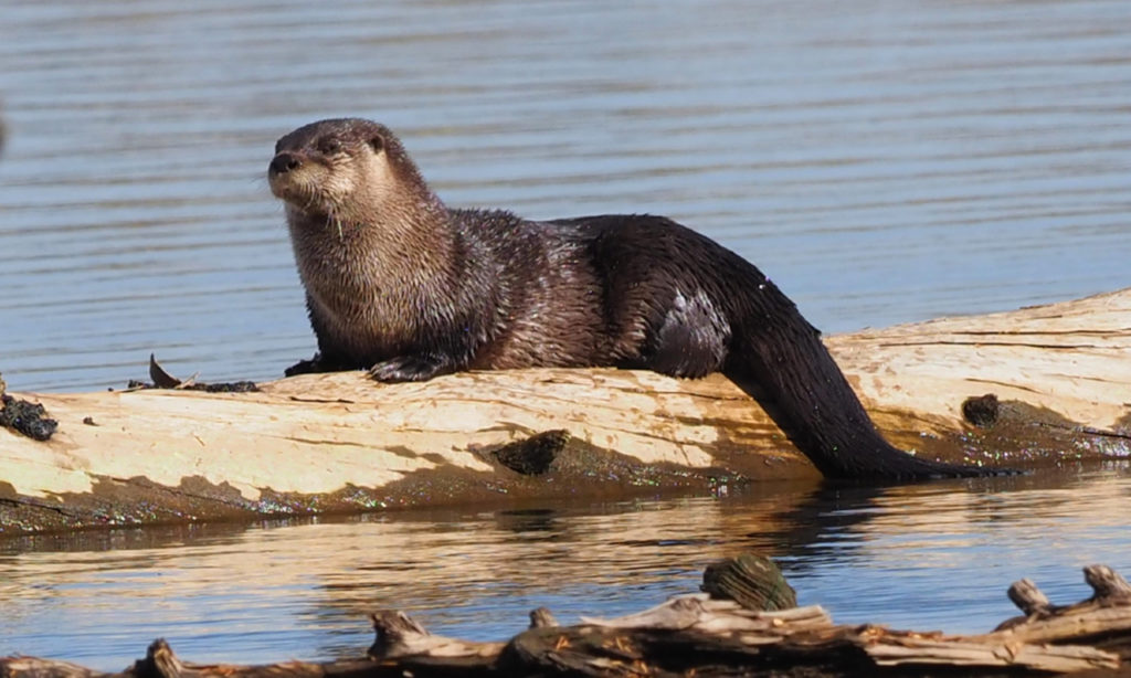 River Otters Swim Home - Images
