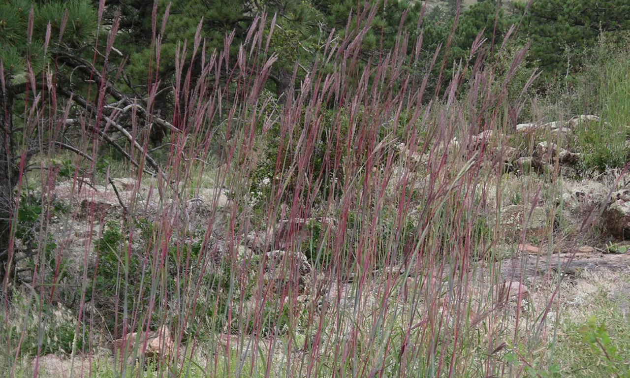Native Grasslands of Boulder County - Images