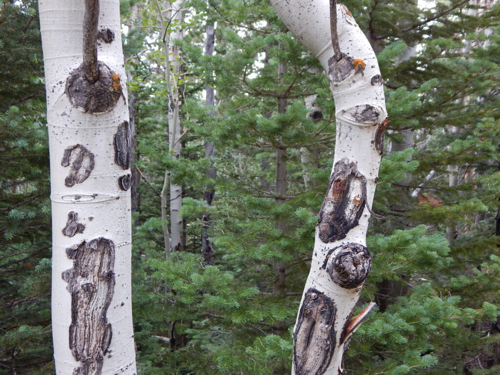 The Hidden Messages of Aspen Trees: A Contemplative Look - Images