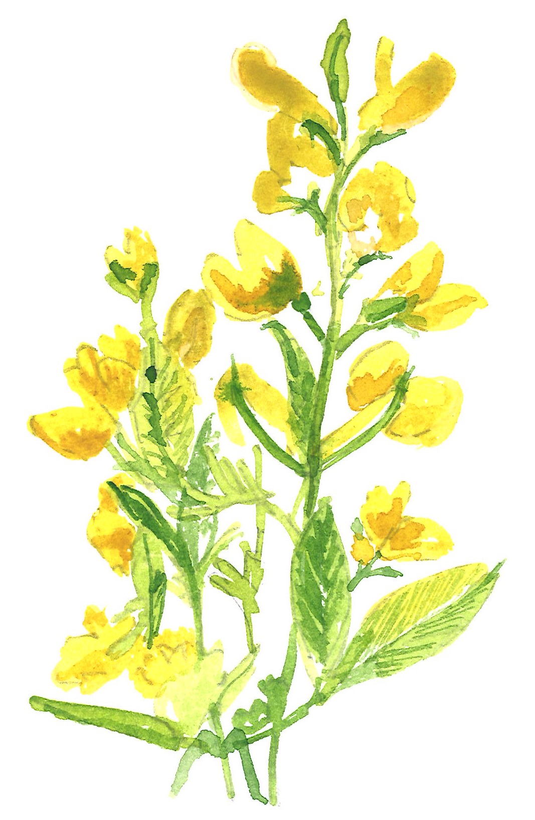 Please Pass the Peas! - Images